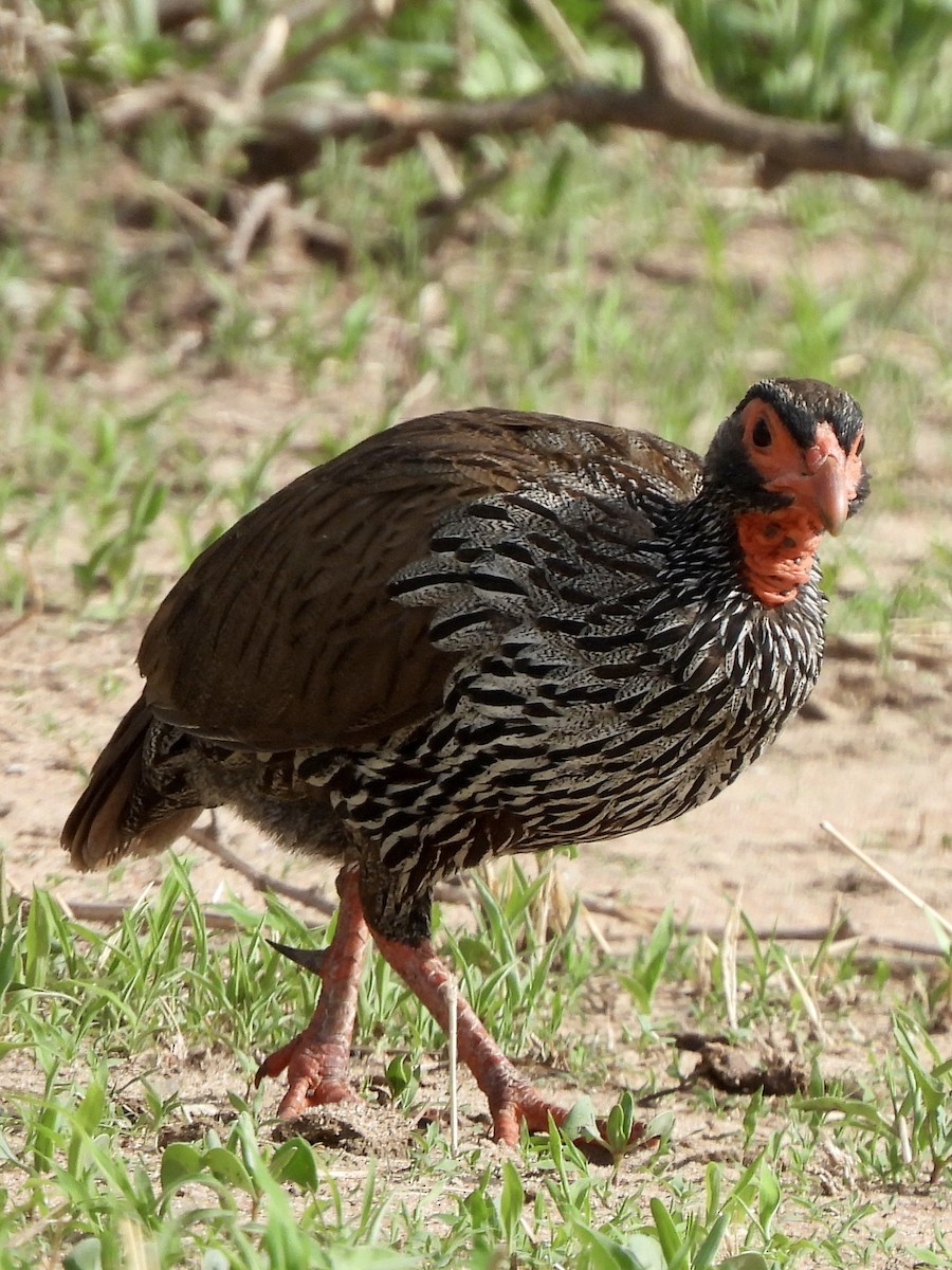 eBird Checklist - 10 Jan 2026 - Tarangire NP--Silale Swamp - 53 species