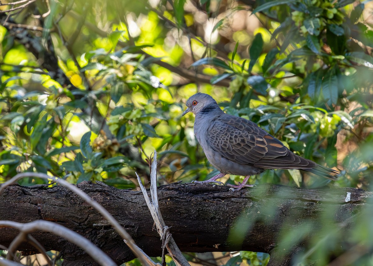 eBird Checklist - 3 Jan 2026 - Debre Libanos--Lodge and Portuguese ...