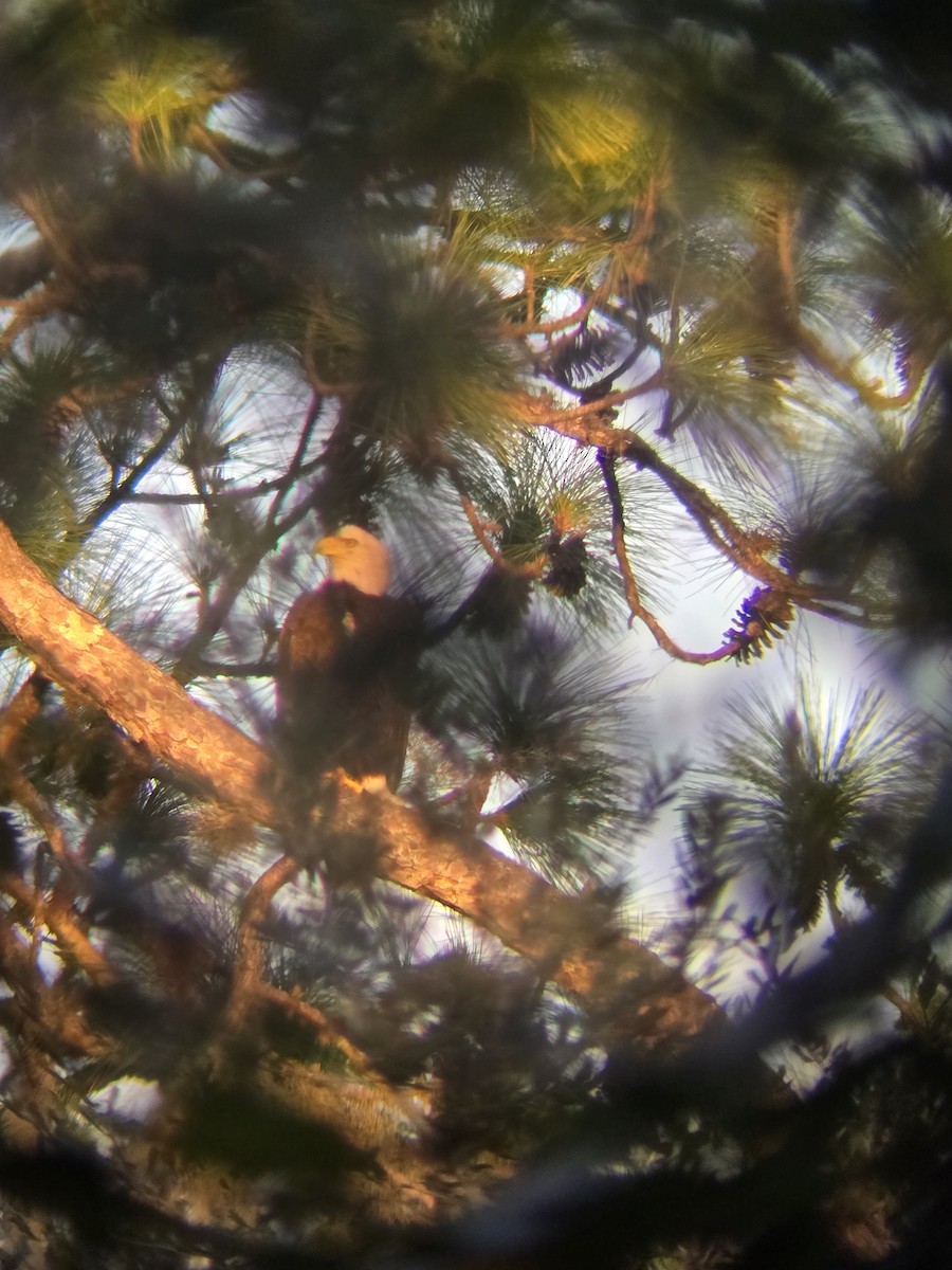eBird Checklist - 30 Jan 2026 - Conner Preserve - 37 species (+1 other ...