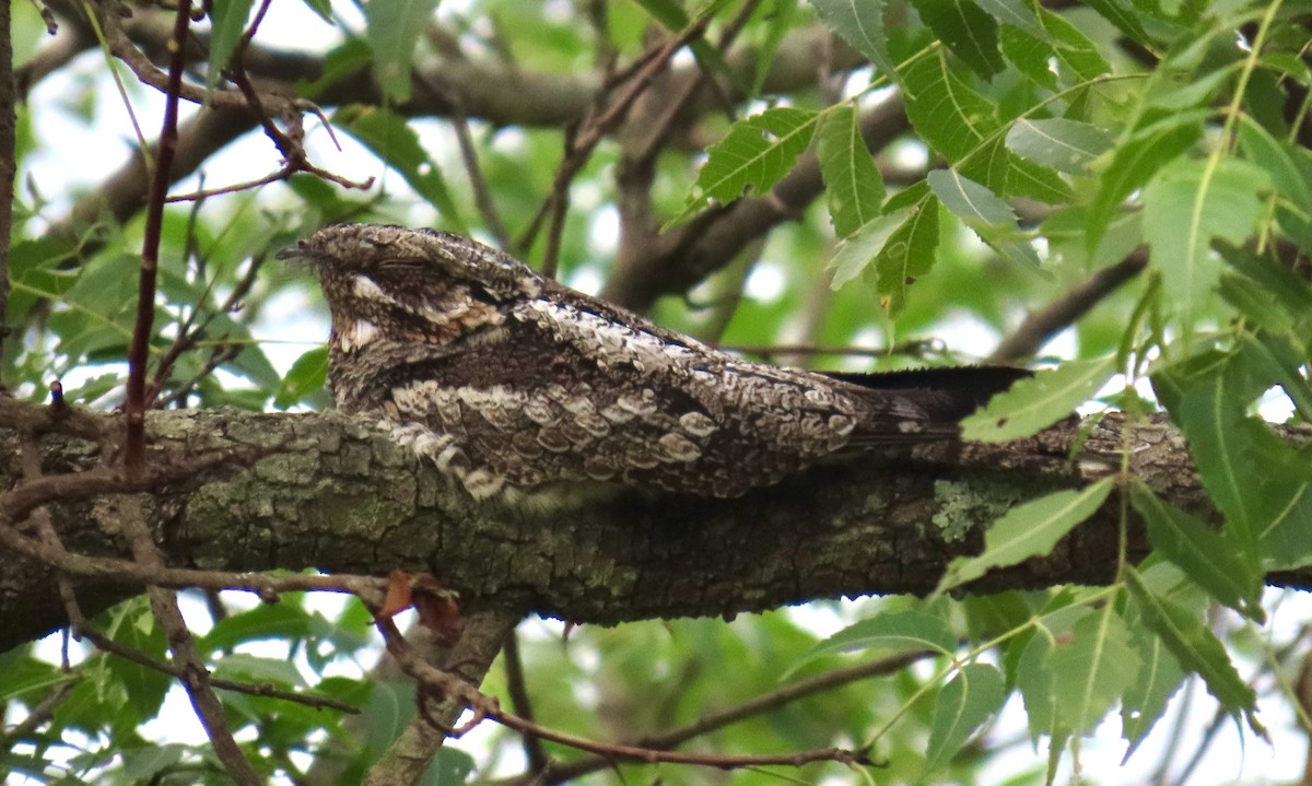 eBird Checklist - 15 Nov 2025 - Chinnar WLS--Thoovanam Viewpoint - 32 ...