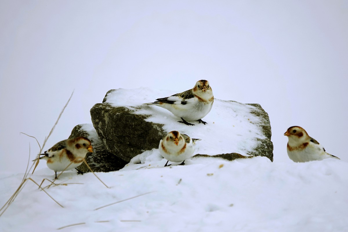 eBird Checklist - 31 Jan 2026 - Cimetière de Laval/Mt. Pleasant - 14 ...