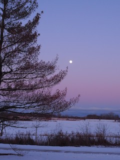 Independence Grove Forest Preserve, Lake, Illinois, United States ...