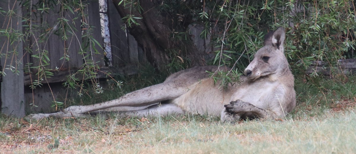 eBird Checklist - 1 Feb 2026 - Macarthur ACT yd - 21 species