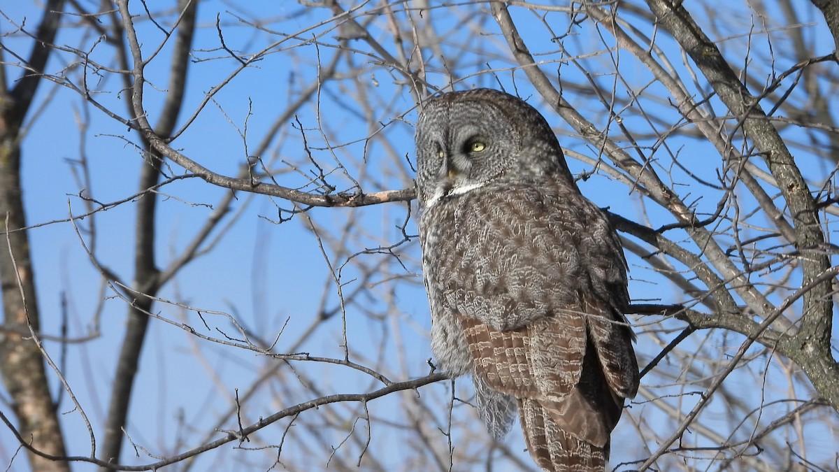 ML650007736 - Great Gray Owl - Macaulay Library