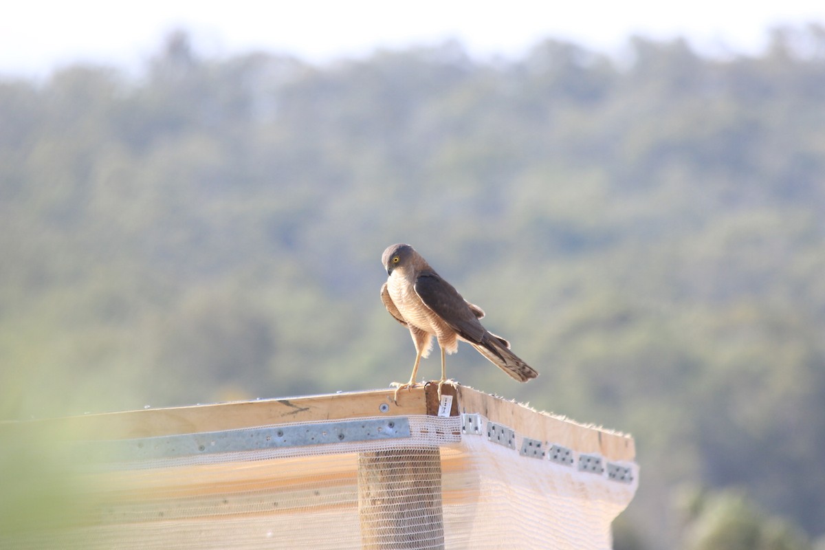 eBird Checklist - 31 Jan 2026 - Ruff Property, Nagambie (restricted ...
