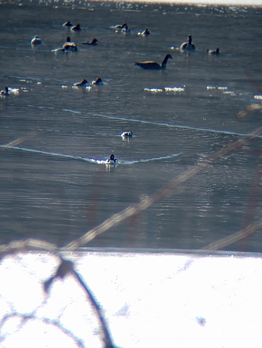eBird Checklist - 1 Feb 2026 - Independence Dam SP - 16 species