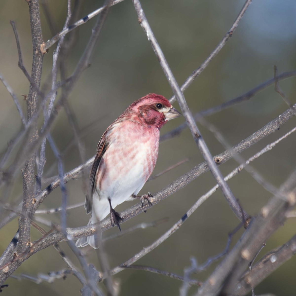 eBird Checklist - 1 Feb 2026 - Oak Openings--Buehner Center and Mallard ...
