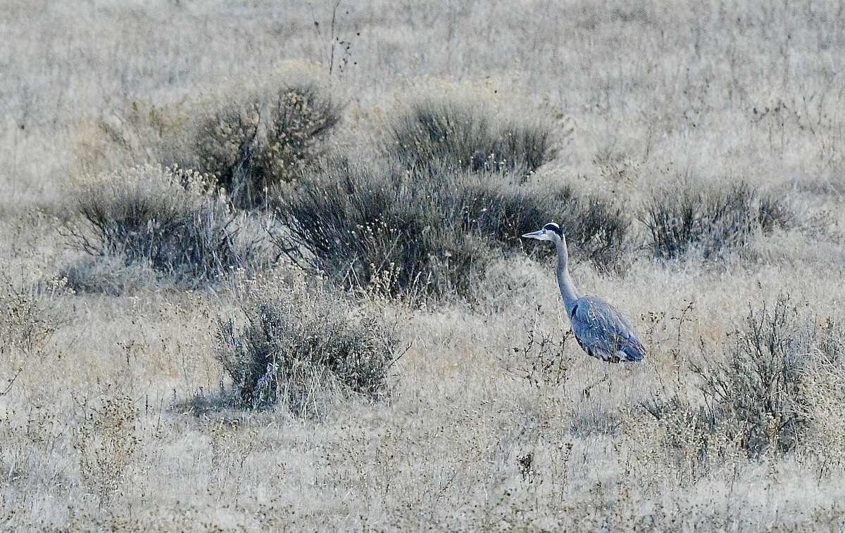 eBird Checklist - 31 Jan 2026 - Blacks Creek Bird Reserve - 13 species