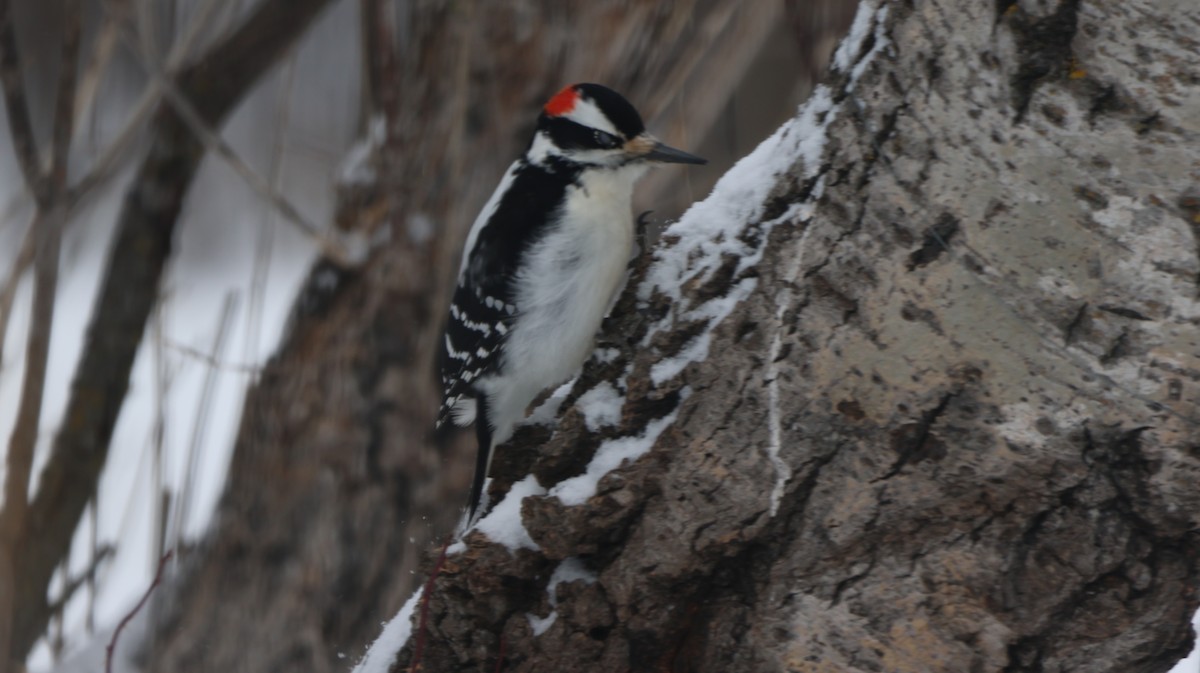 eBird Checklist - 1 Feb 2026 - SE33-3-12W yard - 8 species