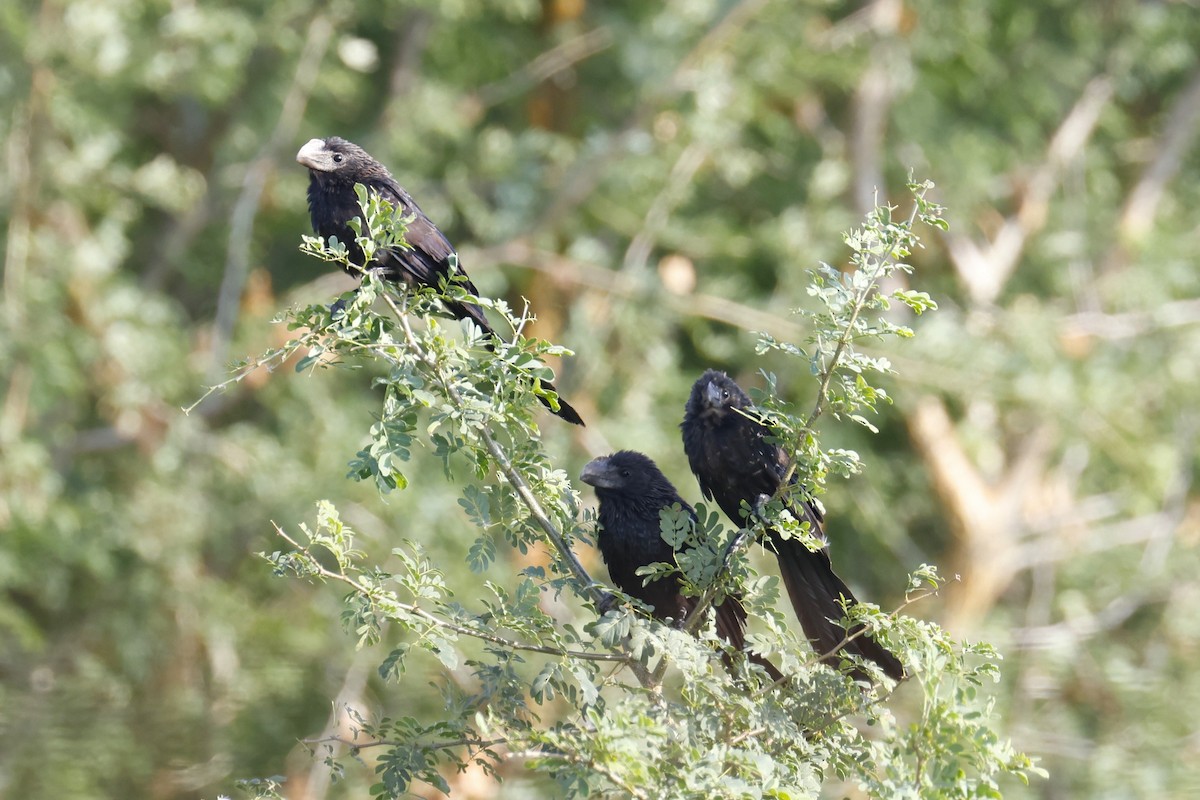eBird Checklist - 1 Feb 2026 - Casa de Ani - 4 species