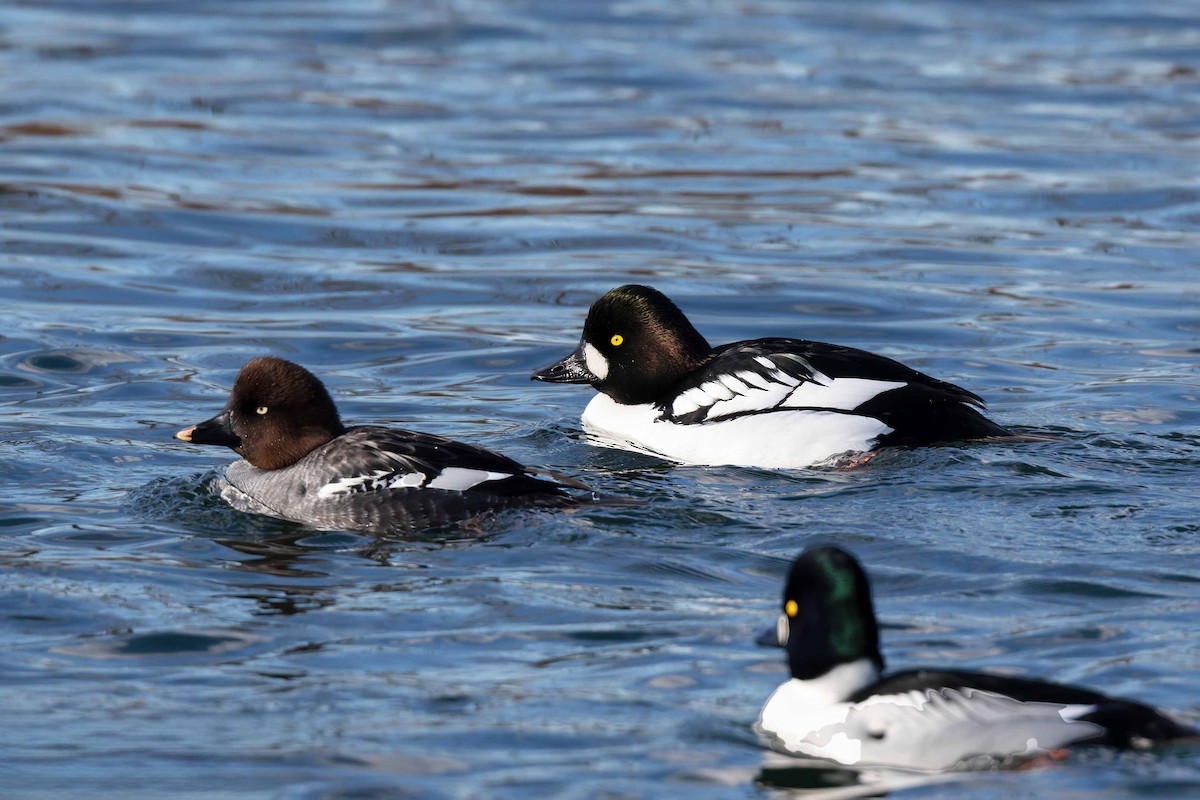 ML650083266 - Common x Barrow's Goldeneye (hybrid) - Macaulay Library