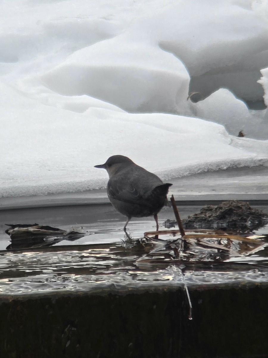 ML650091864 - American Dipper - Macaulay Library
