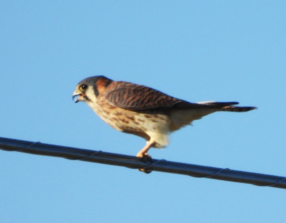 eBird Checklist - 22 Oct 2025 - Rochester Rd, Beaver Dam US-KY 37.21680 ...