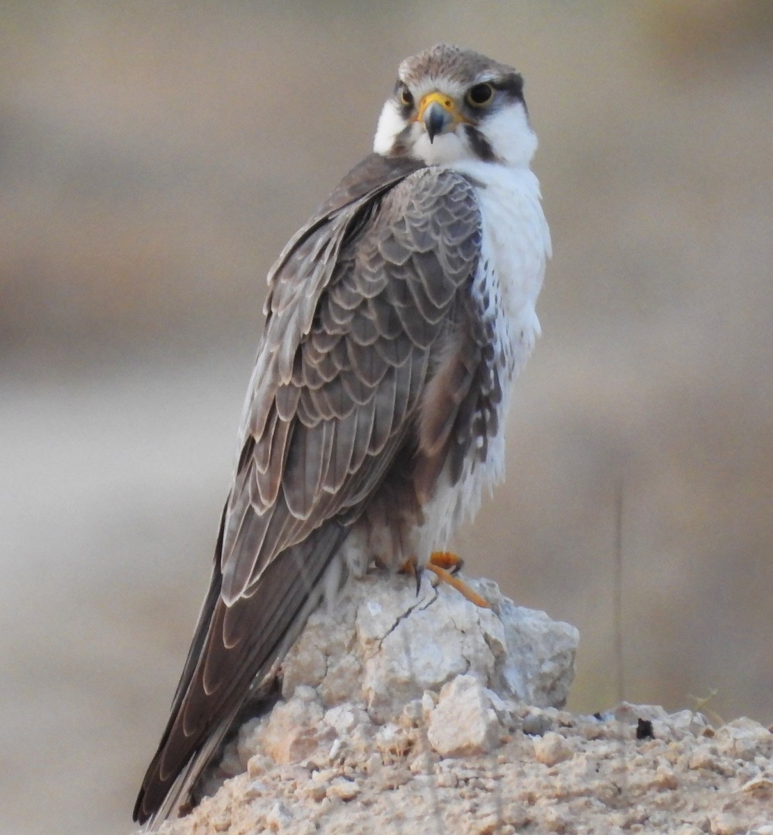 eBird Checklist - 29 Jan 2026 - DNP--Godawan Garh - 24 species