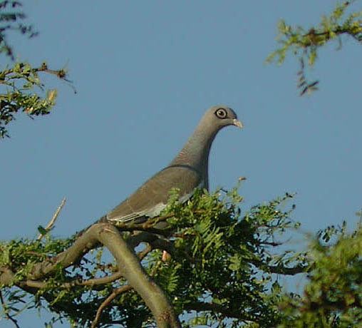 eBird Checklist - 28 Mar 2005 - Bubali Marsh and bird sanctuary - 21 ...