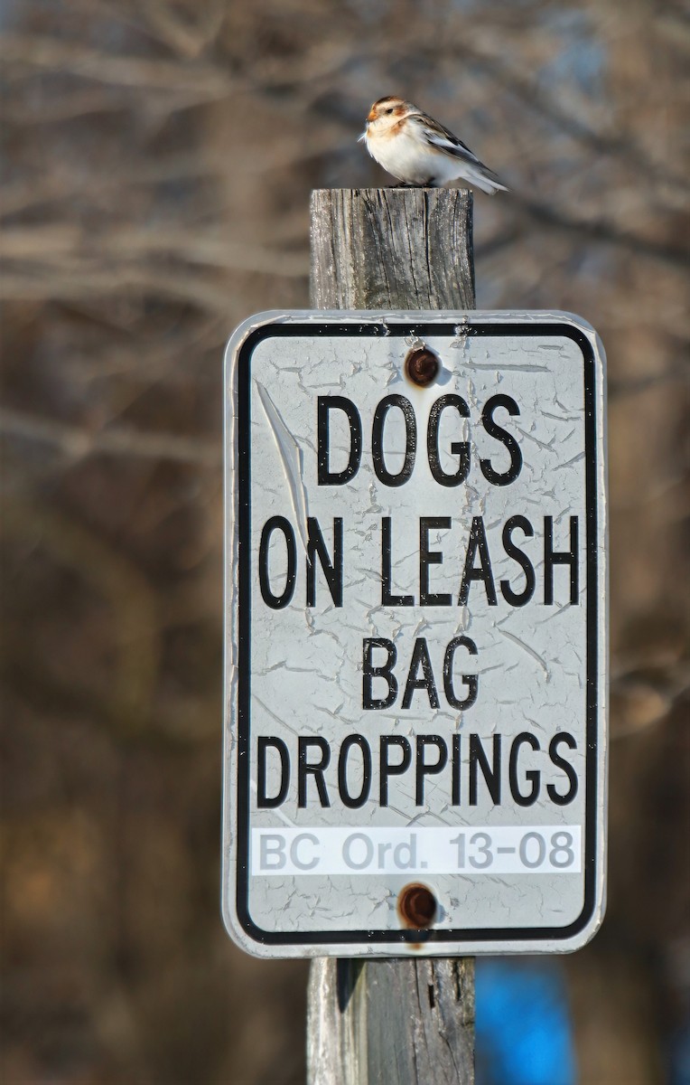 eBird Checklist - 2 Feb 2026 - Overpeck County Park--Henry Hoebel Area ...