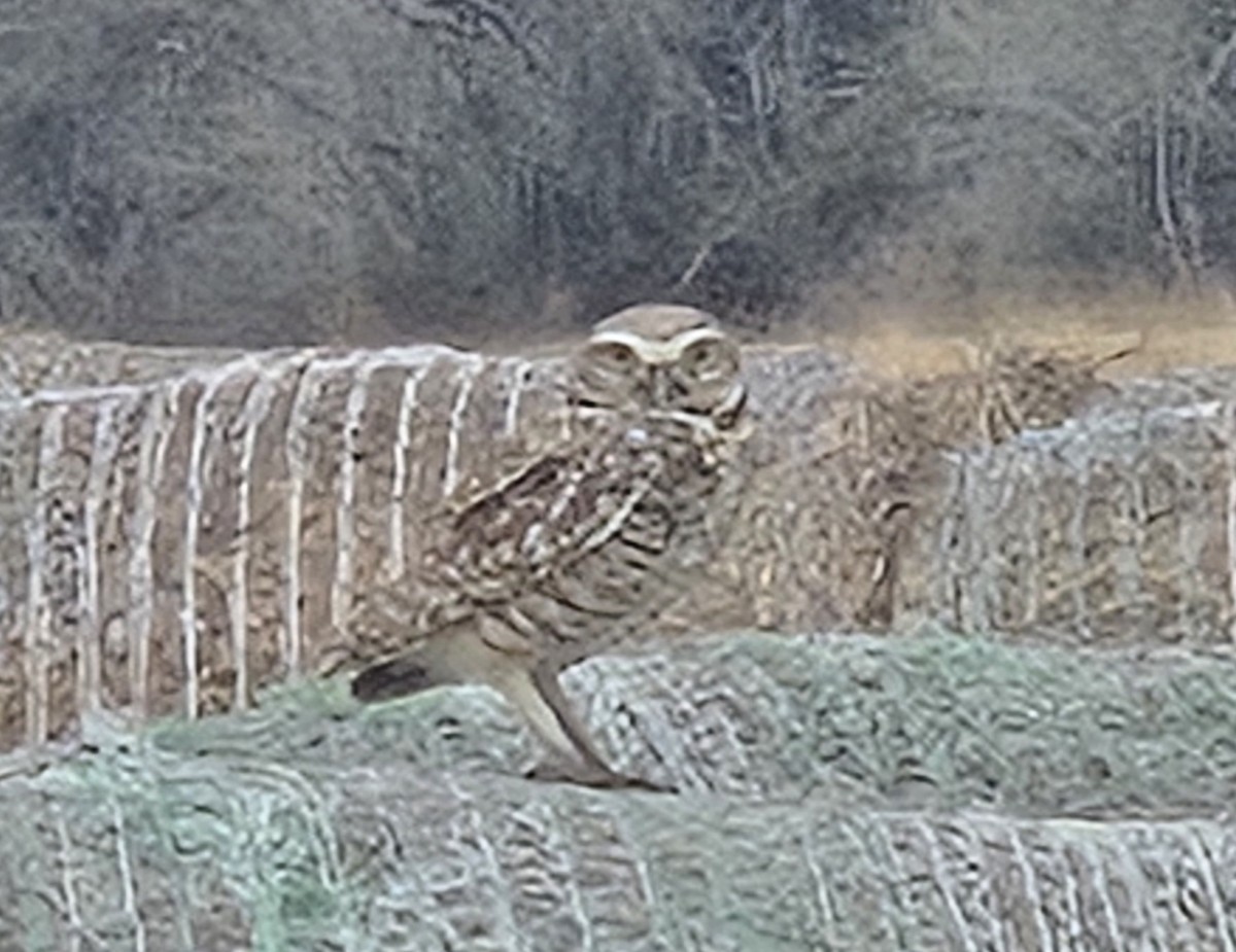 eBird Checklist - 2 Feb 2026 - Ranch Road 1049, Knippa, Texas, US (29. ...