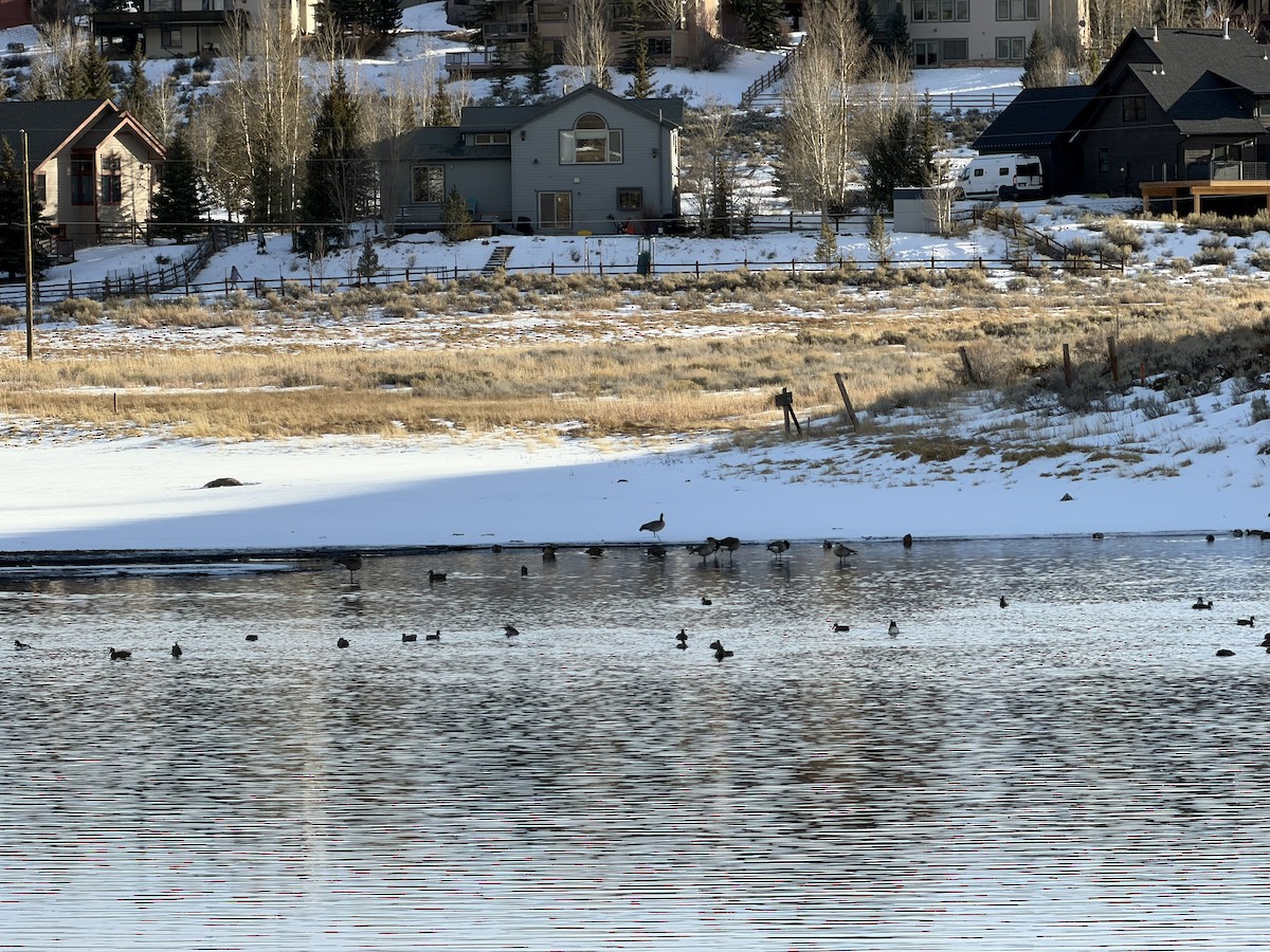 eBird Checklist - 3 Jan 2026 - Dillon Reservoir--Soda Creek Inlet - 10 ...