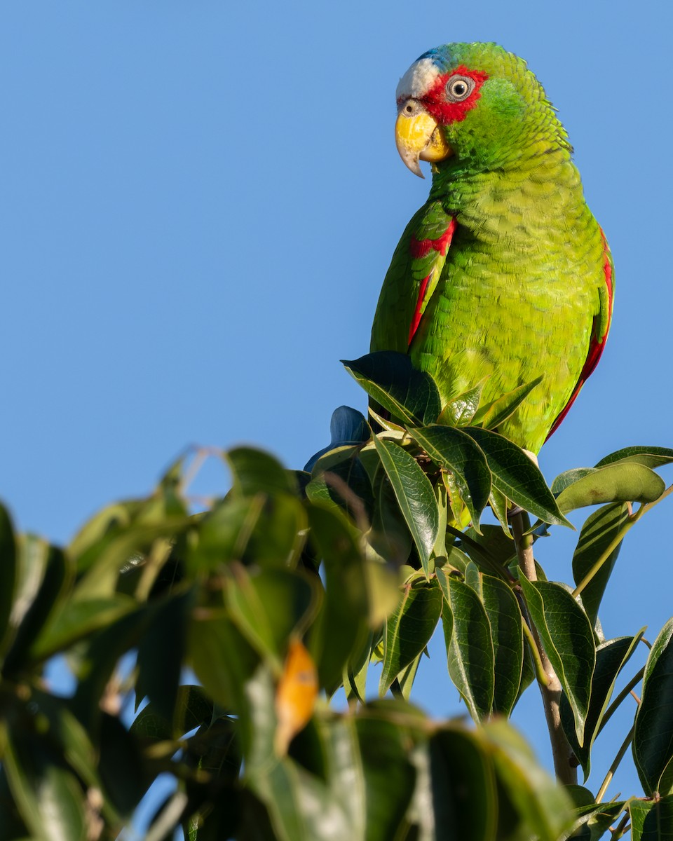 ML650160144 - White-fronted Amazon - Macaulay Library