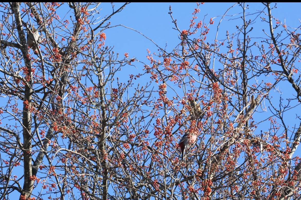 eBird Checklist - 2 Feb 2026 - October Mountain SF--West Branch Rd ...