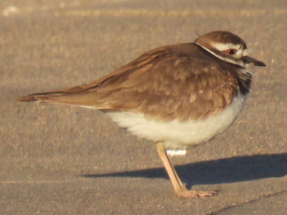 eBird Checklist - 1 Feb 2026 - Sylvan Rodriguez Park - 7 species