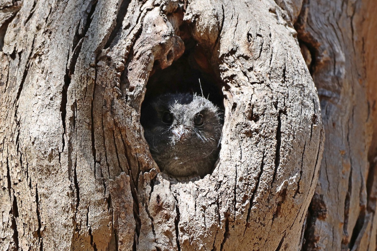 eBird Checklist - 3 Feb 2026 - Yarran Dheran Reserve - 8 species