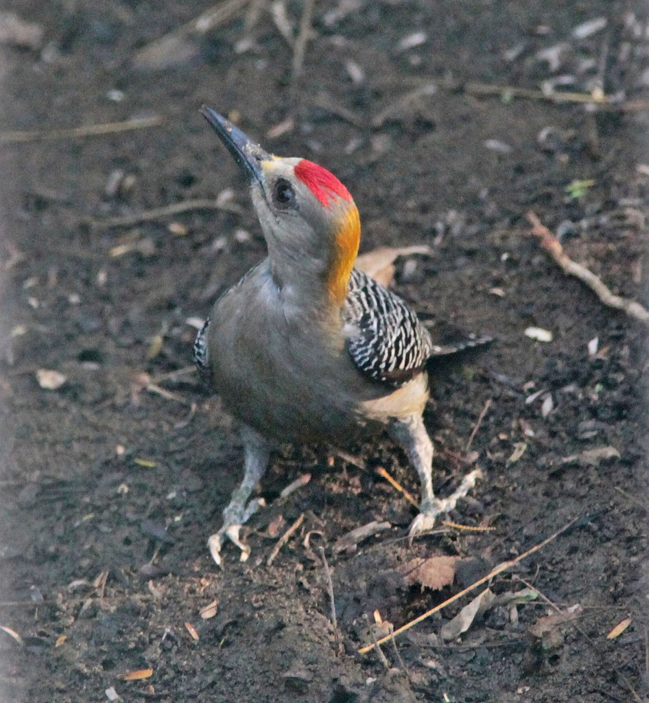 eBird Checklist - 23 Dec 2012 - Flora Way forest. - 22 species