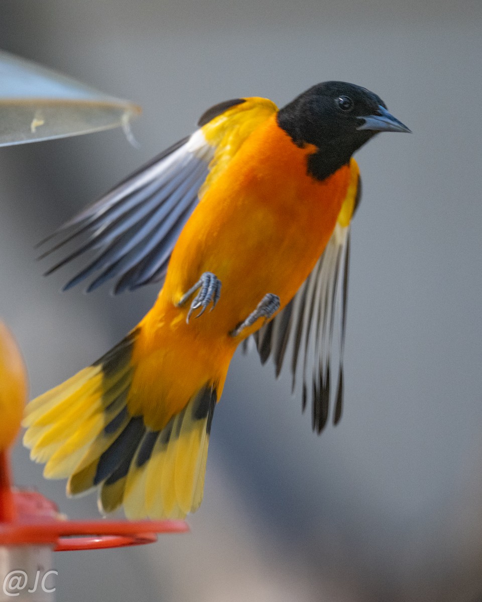 eBird Checklist - 3 Feb 2026 - my backyard - 1 species
