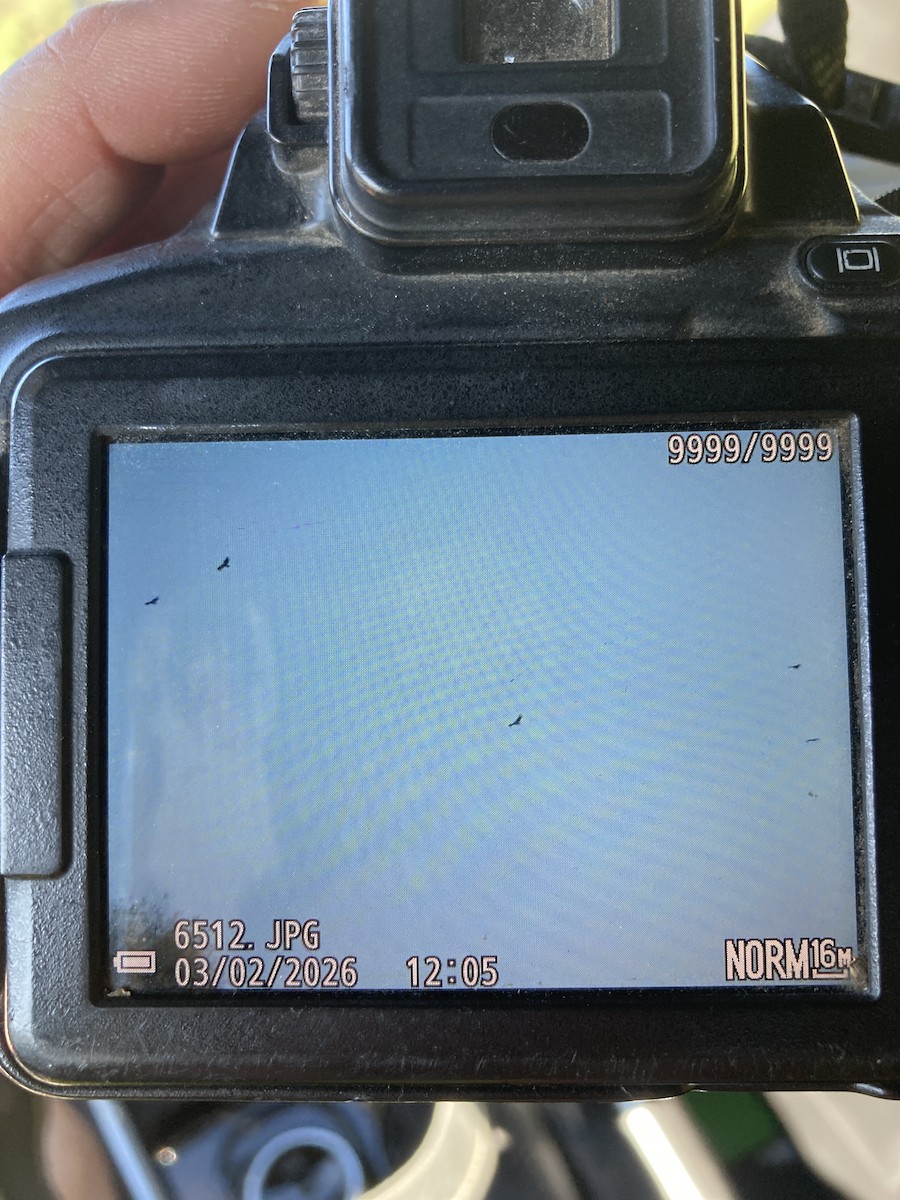 eBird Checklist - 3 Feb 2026 - Old Ridge Route Rd and Templin Hwy ...