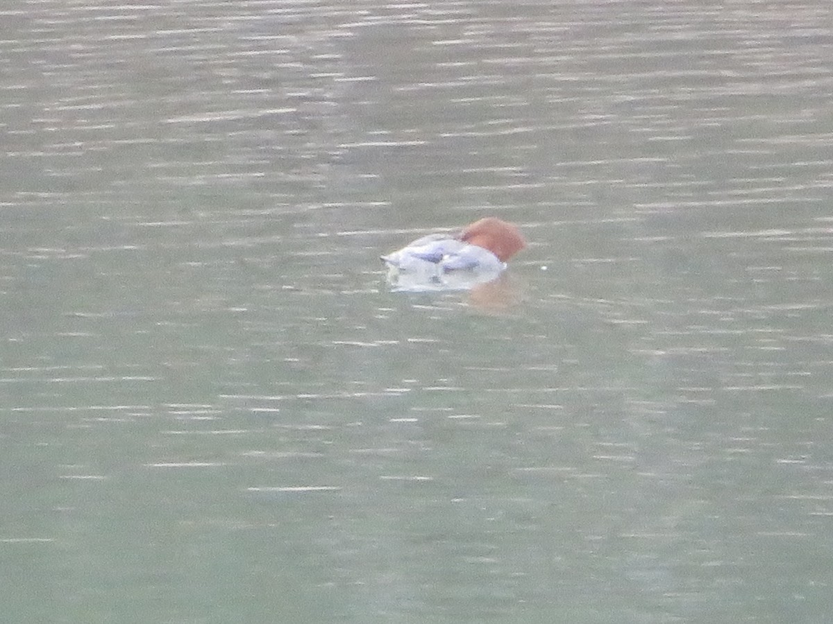 eBird Checklist - 3 Feb 2026 - Kerrville--1011 Bistro area on Nimitz ...