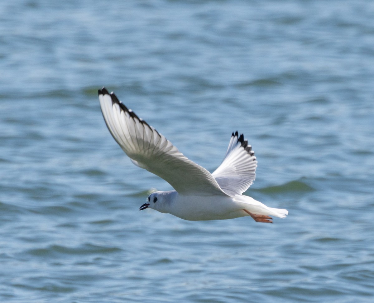 eBird Checklist - 3 Feb 2026 - Cutler Wetlands - 22 species