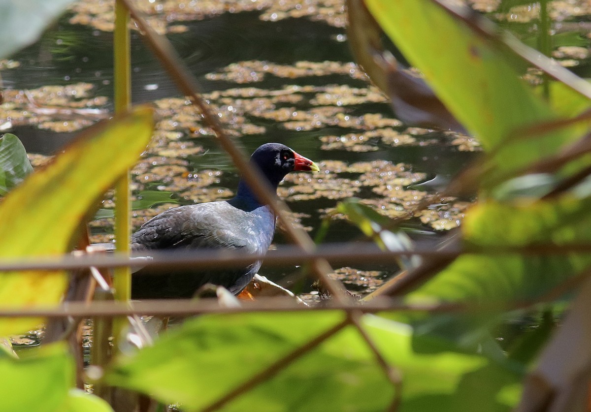 eBird Checklist - 3 Feb 2026 - Audubon Corkscrew Swamp Sanctuary - 37 ...