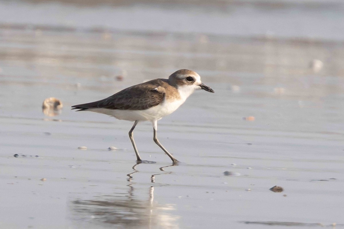 eBird Checklist - 13 Jan 2026 - Laem Phak Bia--sandspit - 15 species ...