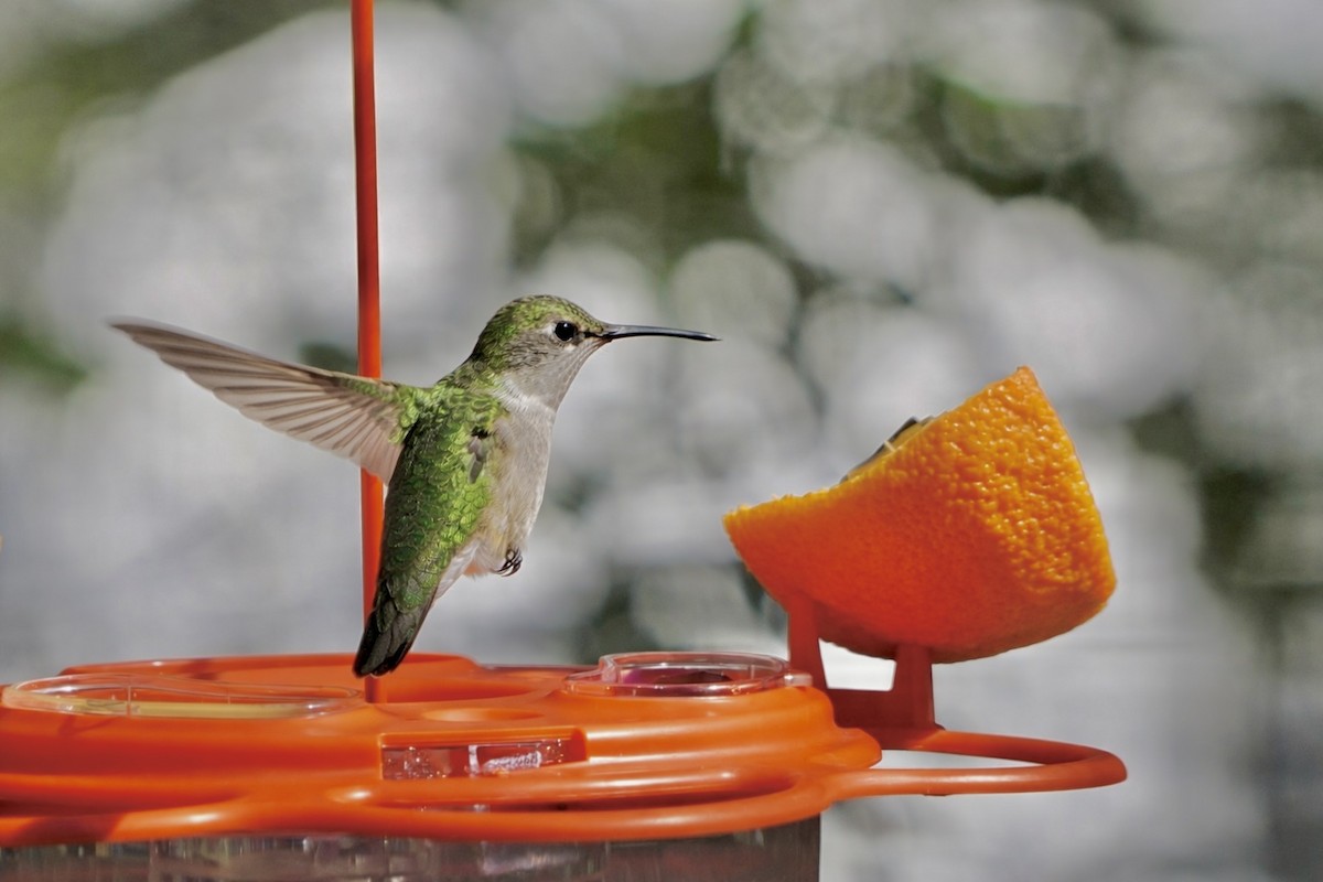 eBird Checklist - 1 Feb 2026 - Bird Central - 22 species (+1 other taxa)