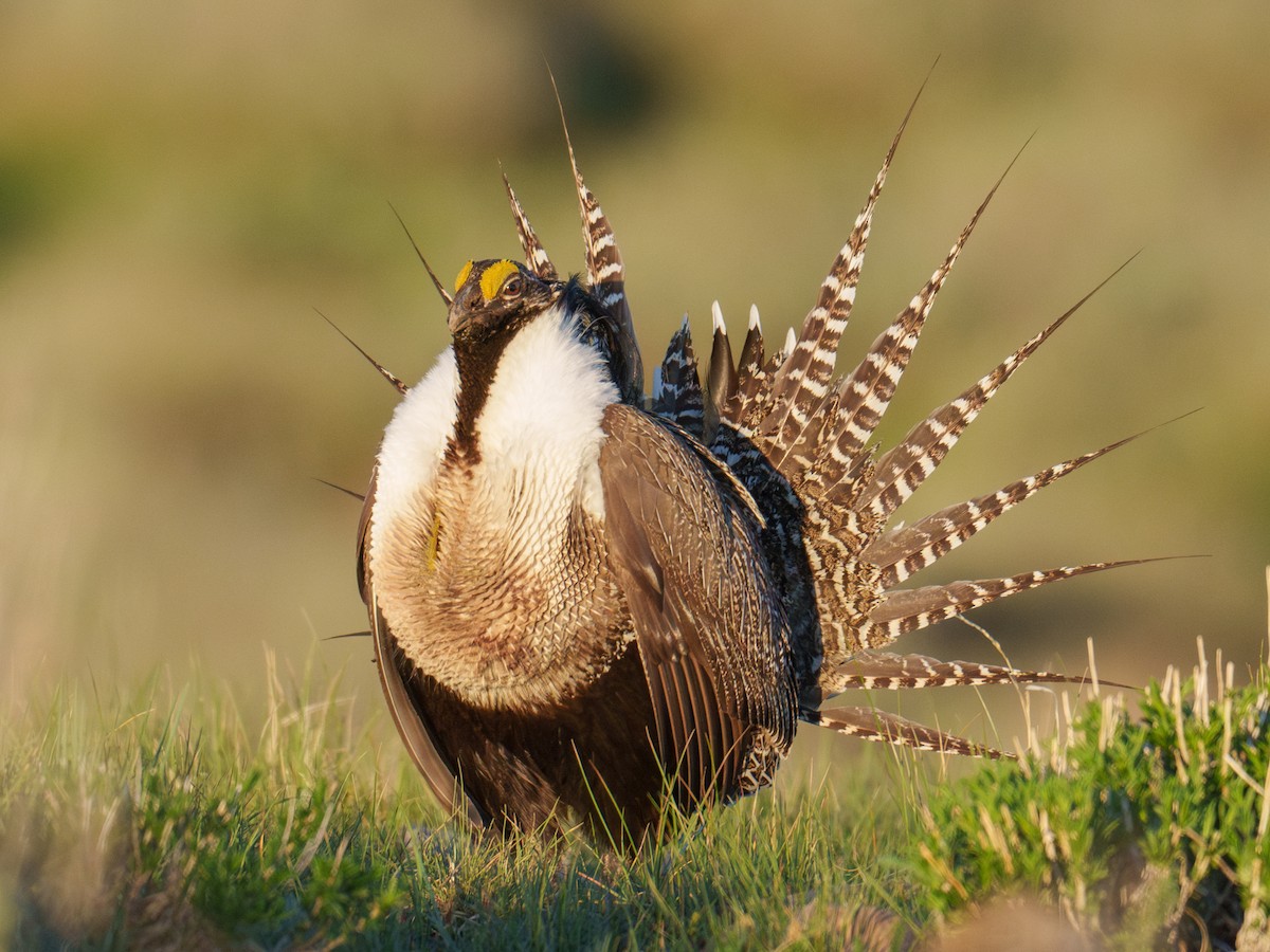 Gunnison Sage-Grouse - Centrocercus minimus - Birds of the World