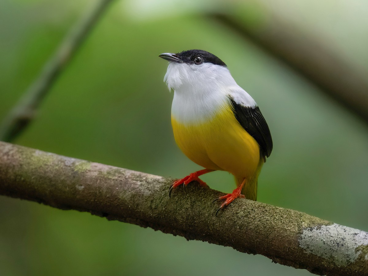 White-collared Manakin - Manacus candei - Birds of the World
