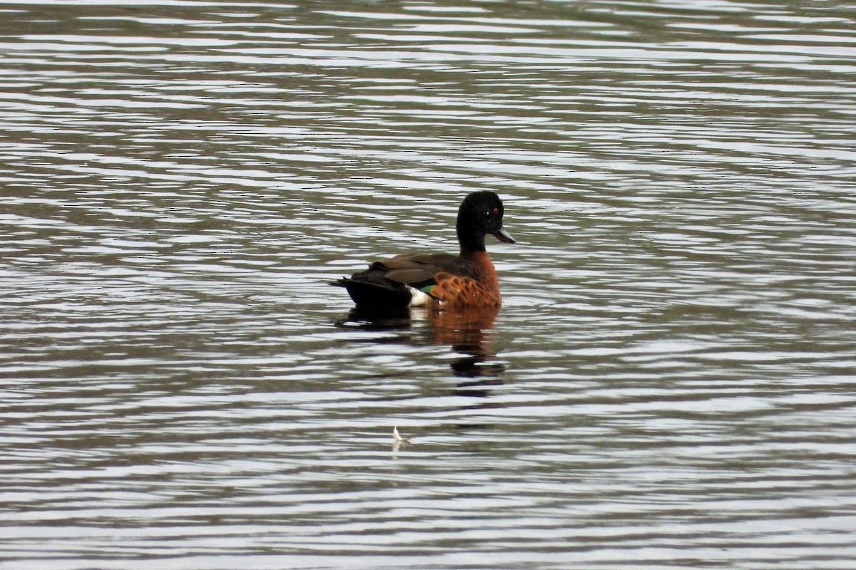 eBird Checklist - 4 Feb 2026 - Copeton Dam (Howell Road Area) Tingha ...