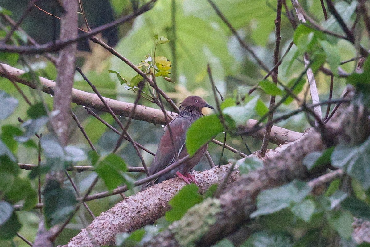 eBird Checklist - 3 Feb 2026 - PR-765, Caguas US-PR 18.16715, -66.04316 ...