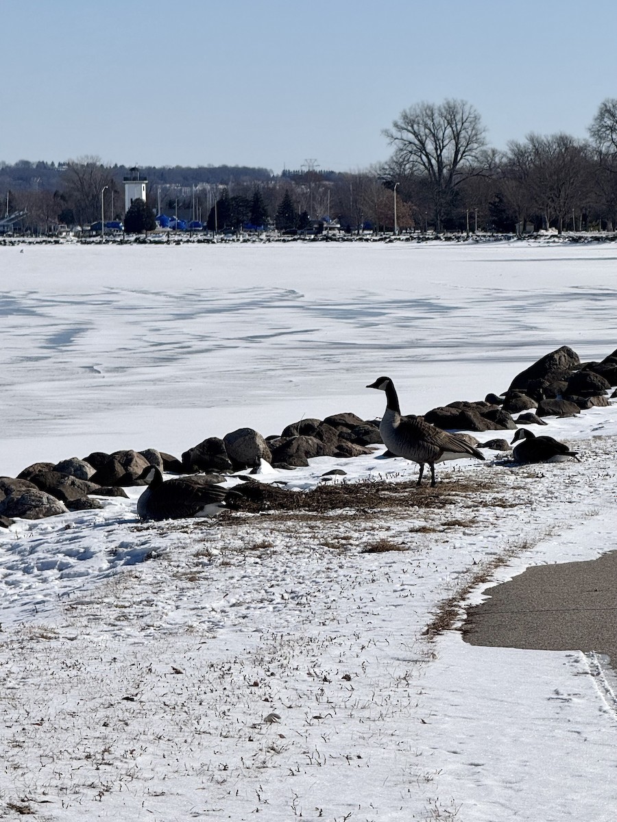 eBird Checklist - 3 Feb 2026 - Lakeside Park--Frazier Point Lookout - 7 ...