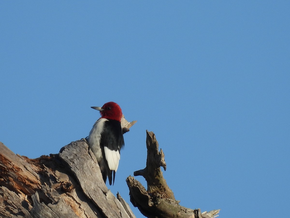 eBird Checklist - 4 Feb 2026 - Duette Preserve--Bear Bay Road - 19 species