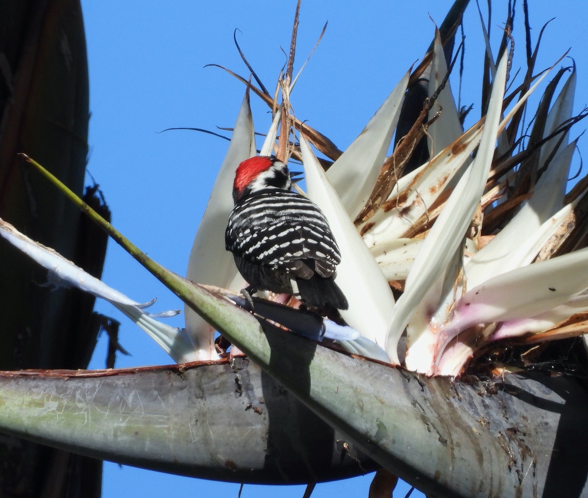 California Bird Atlas Checklist - 4 Feb 2026 - Wing St. Canyon - 33 species