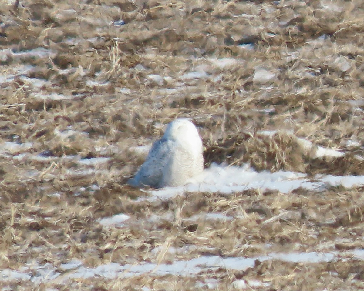 eBird Checklist - 4 Feb 2026 - 1039 Lake Maria Road, Markesan ...