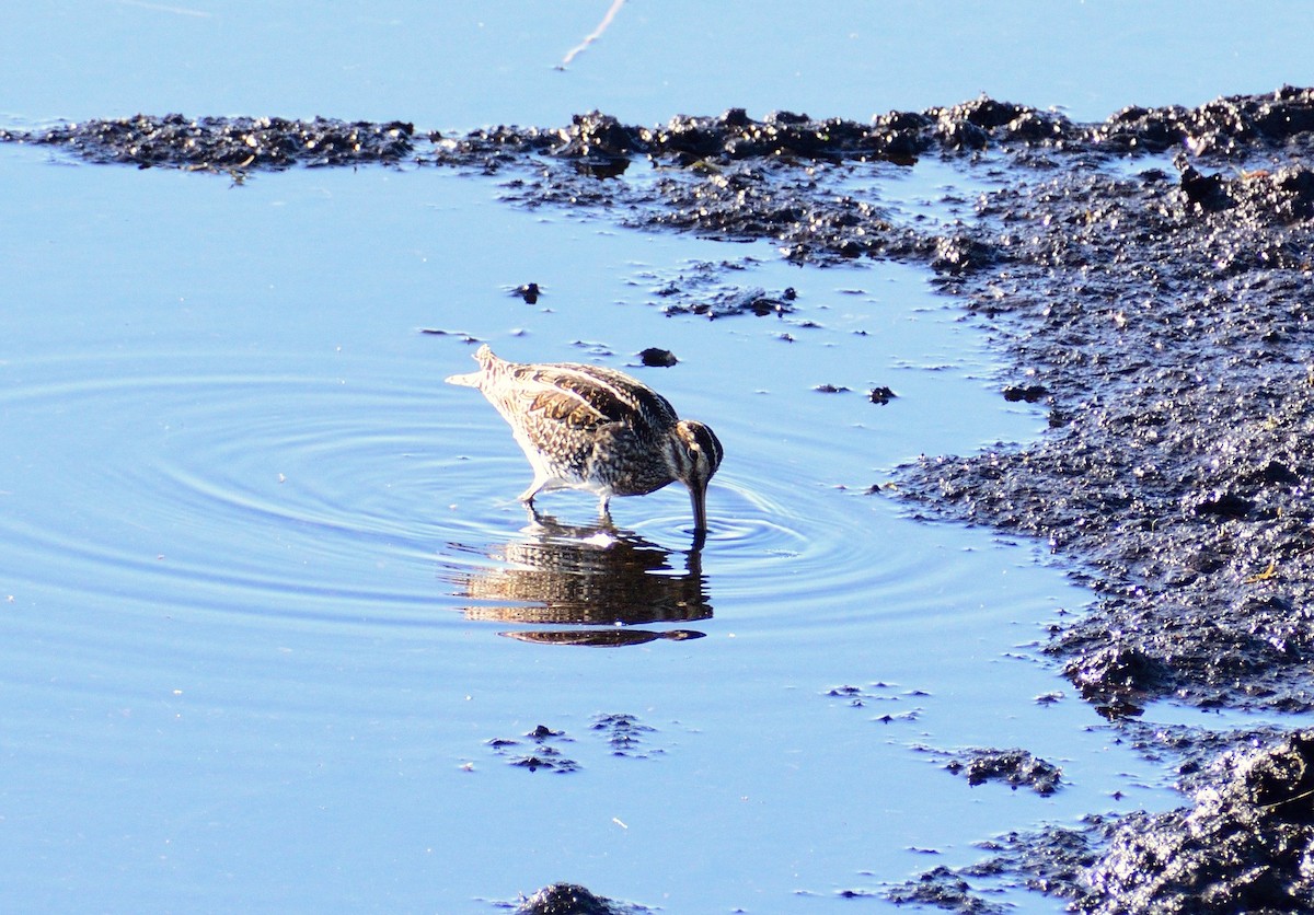 eBird Checklist - 4 Feb 2026 - Crews Lake Park - 25 species