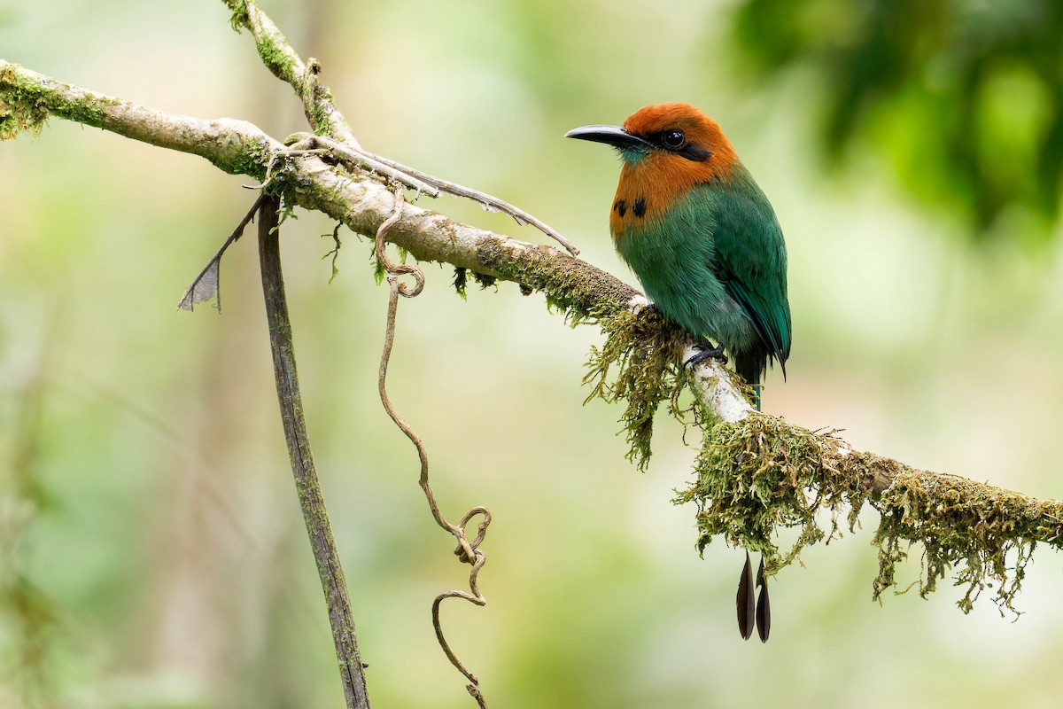 eBird Checklist - 24 Jan 2026 - Arenal Observatory Lodge - 84 species