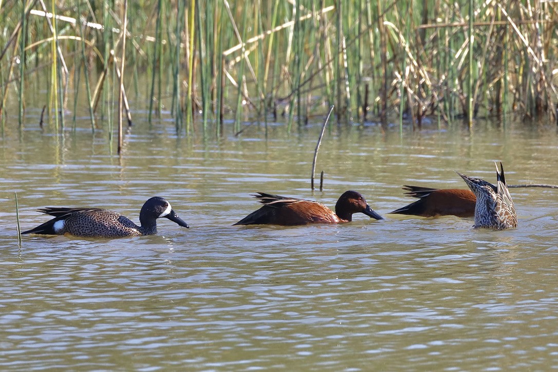 eBird Checklist - 31 Jan 2026 - Santa Ana NWR--Pintail Lakes Trail - 54 ...