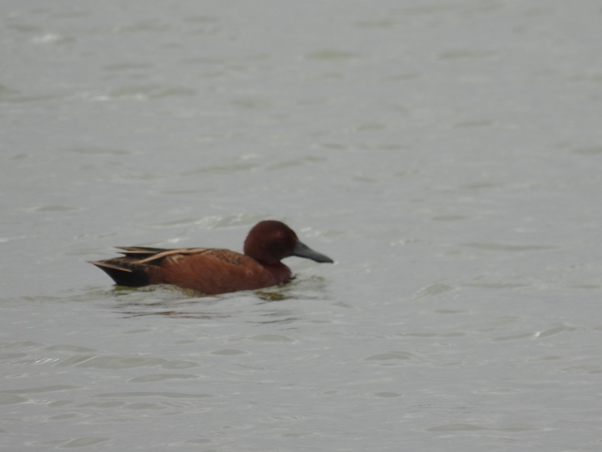 eBird Checklist - 4 Feb 2026 - Santa Ana NWR (LTC 059) - 70 species