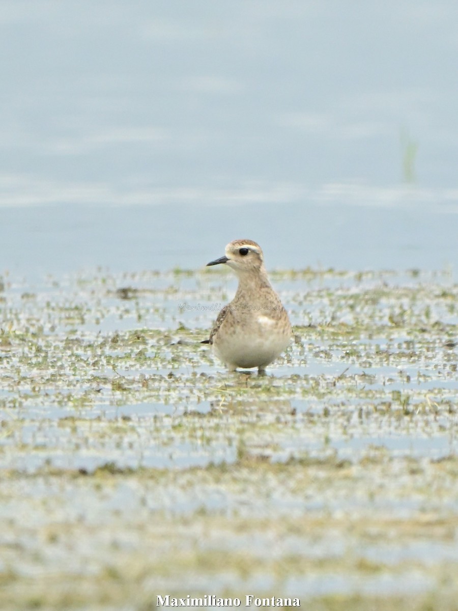eBird Checklist - 4 Feb 2026 - Lago San Ignacio - 1 species