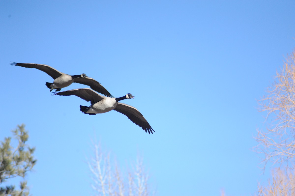 eBird Checklist - 4 Feb 2026 - Frances Short Pond - 10 species