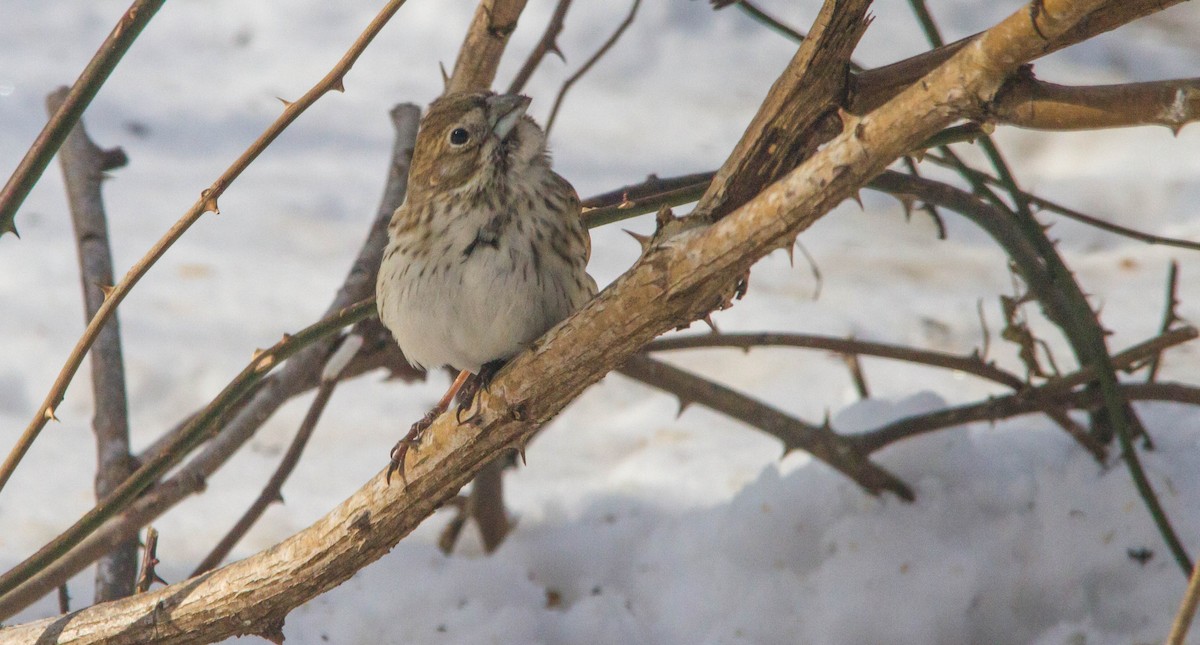 ML650293790 - Lark Bunting - Macaulay Library
