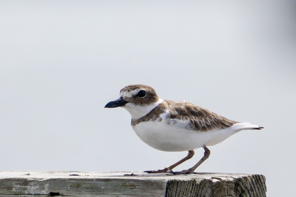 eBird Checklist - 4 Feb 2026 - Lakeside and 9th Avenue (Please Do Not ...